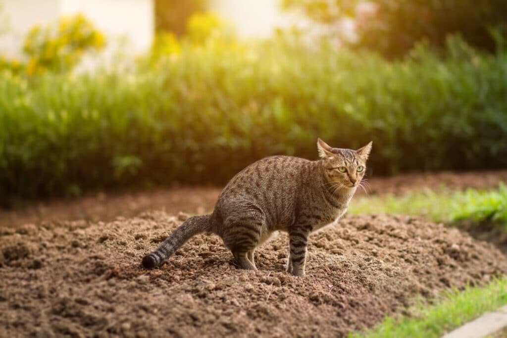 How to Train a Cat to Go Potty Outside - Cat Lovers Den