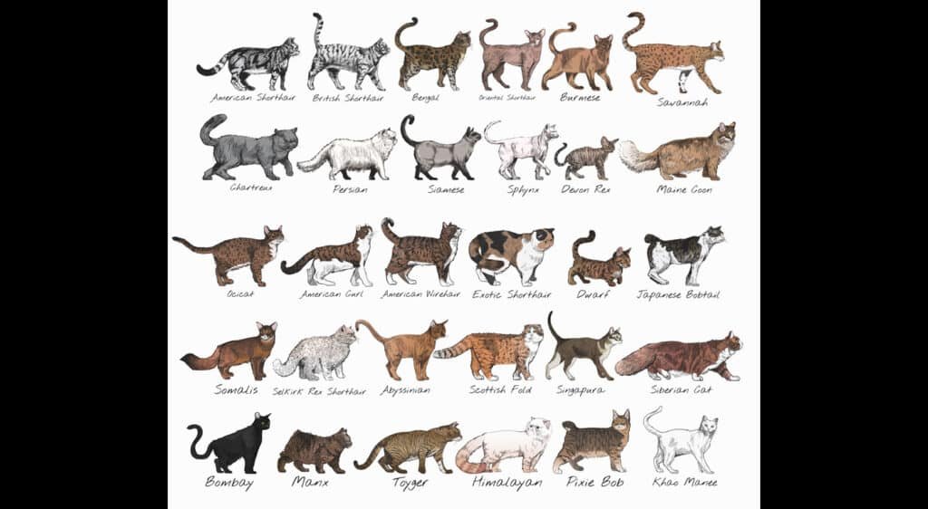 All Cat Breeds with Pictures: The Ultimate Cat Breed List - Cat Lovers Den
